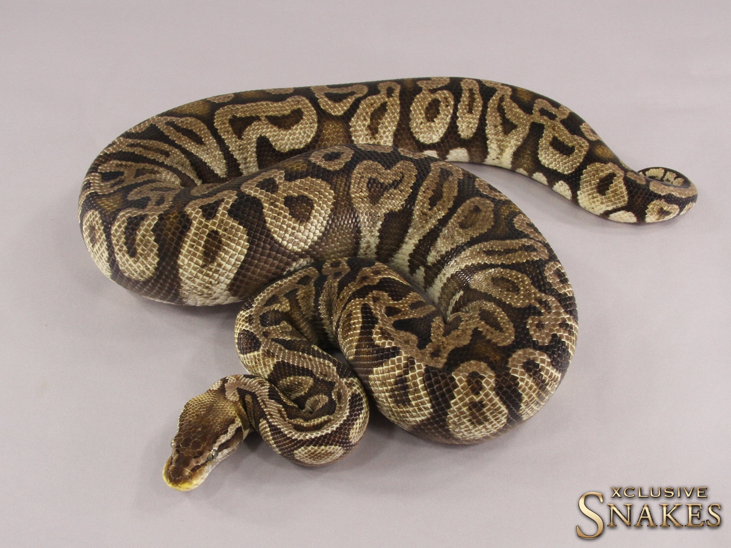 GHI HRA Pastel Ball Python by Xclusive Snakes - MorphMarket