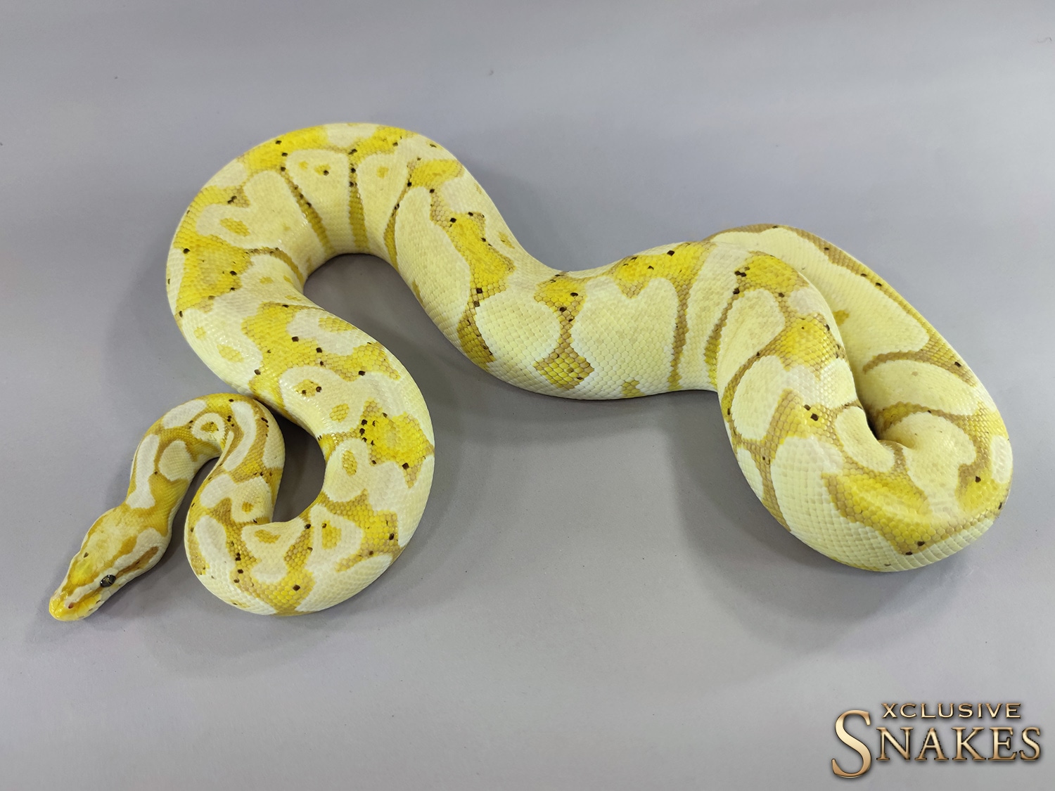 Banana Pastel 66% Het Piebald Ball Python by Xclusive Snakes - MorphMarket