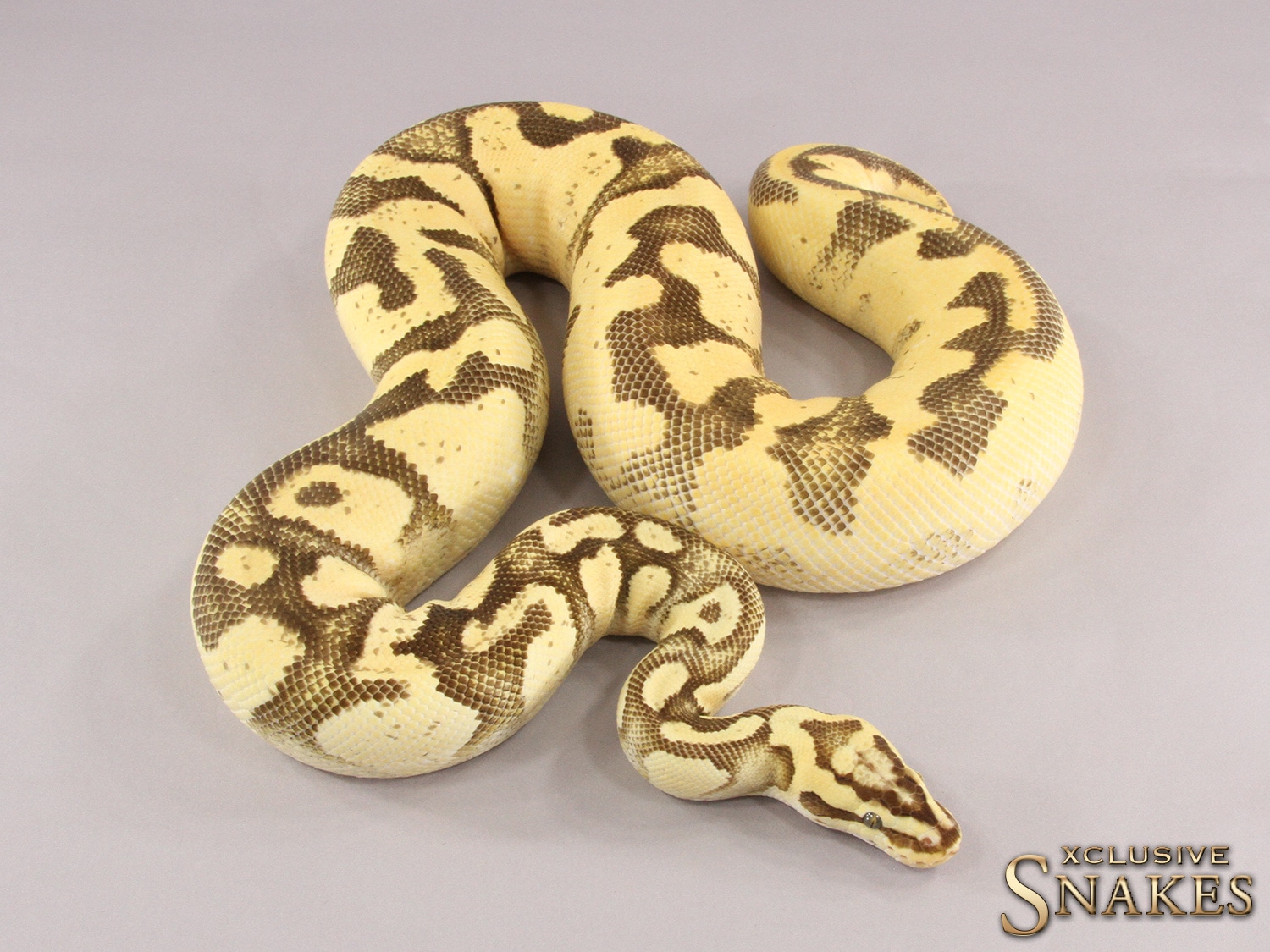 Enchi Fly Yellow Belly Ball Python by Xclusive Snakes - MorphMarket