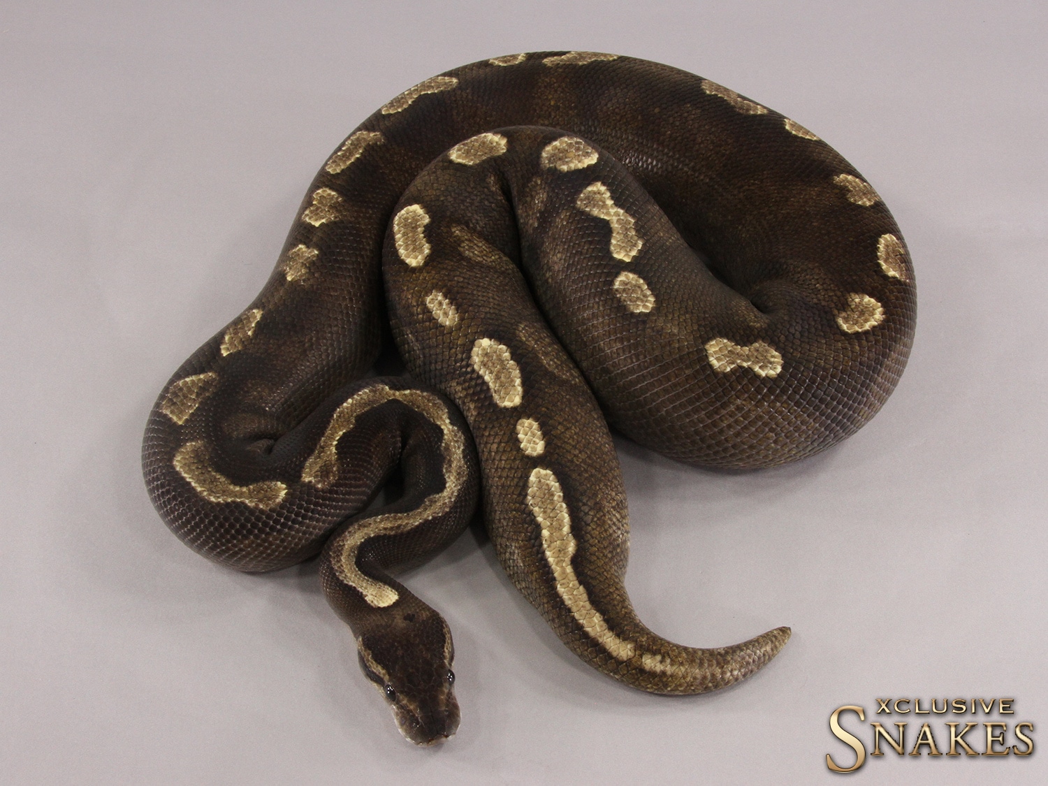 GHI Mojave 66% Het Piebald Ball Python by Xclusive Snakes - MorphMarket