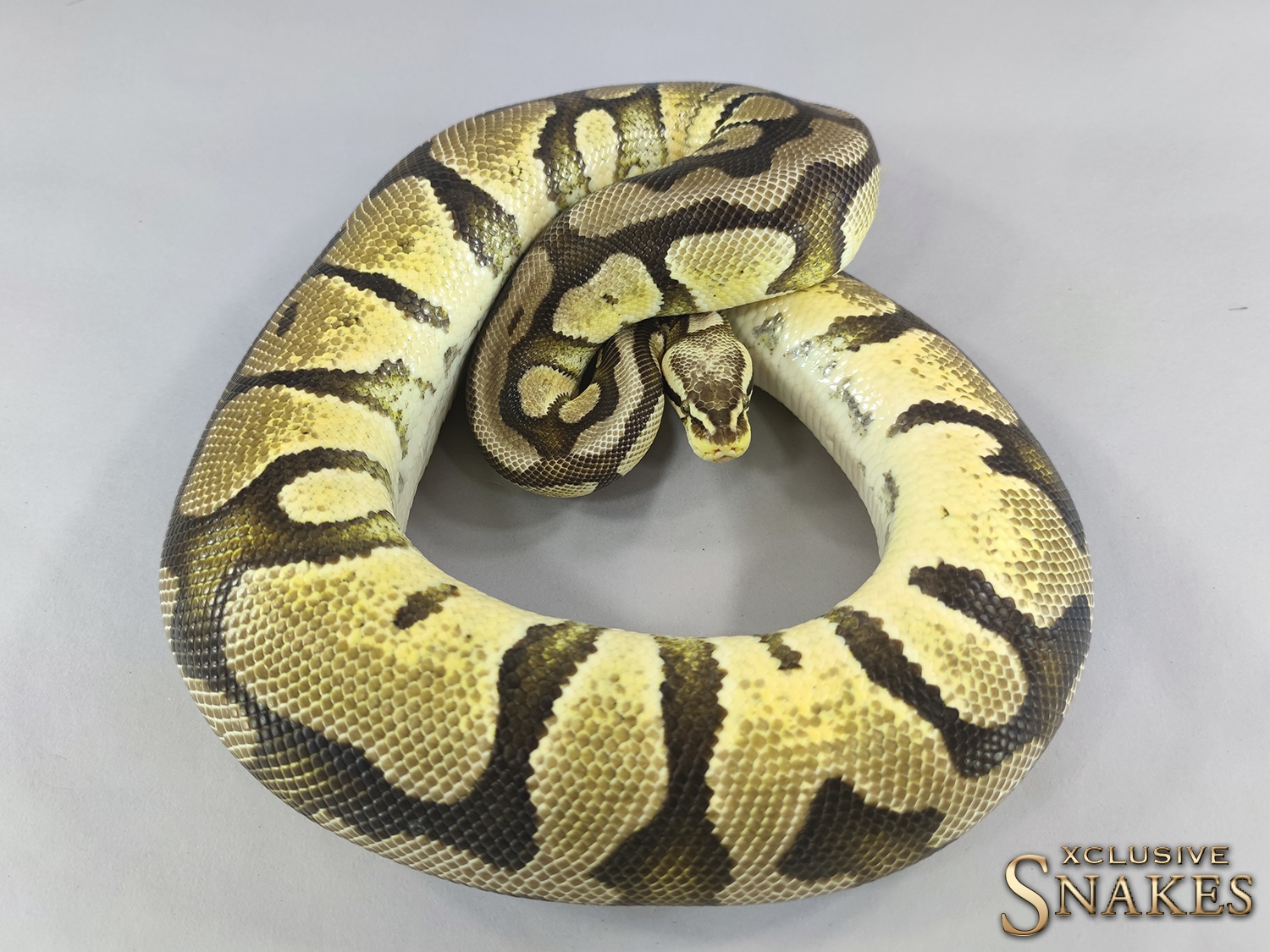Pastel Vanilla Het Desert Ghost Ball Python by Xclusive Snakes ...