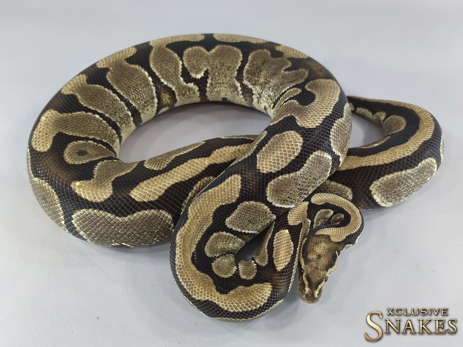 Vanilla Het Desert Ghost Ball Python by Xclusive Snakes - MorphMarket