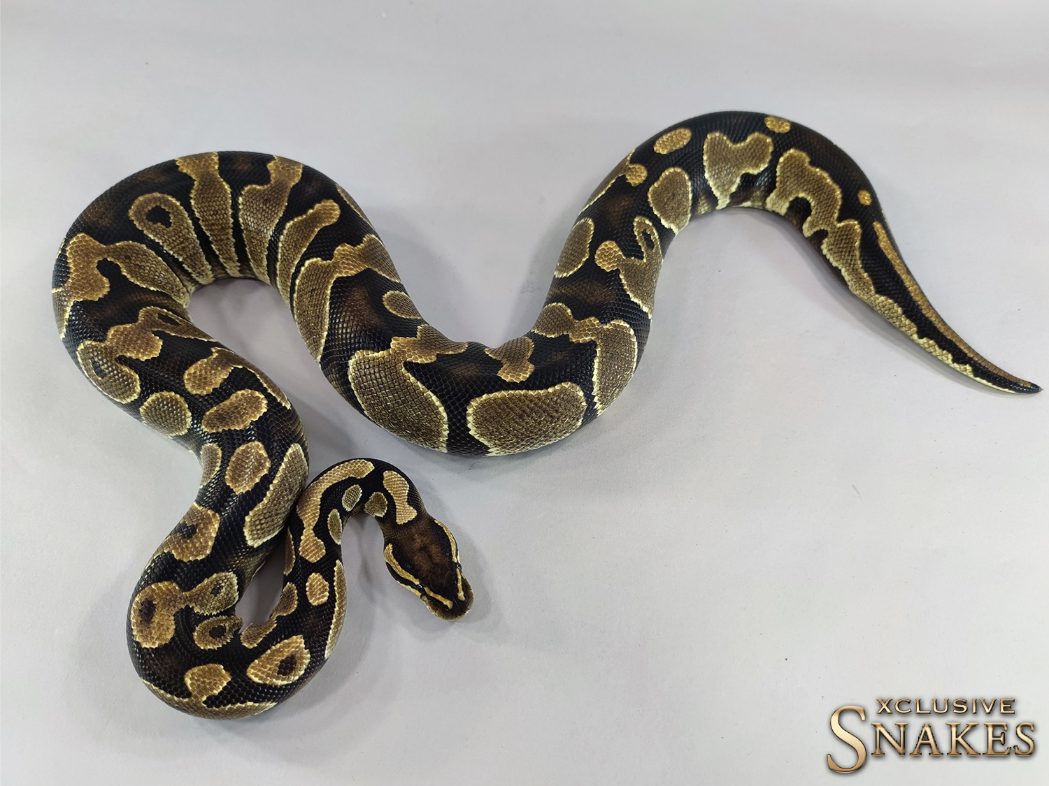 Gravel Het Albino Ball Python by Xclusive Snakes - MorphMarket