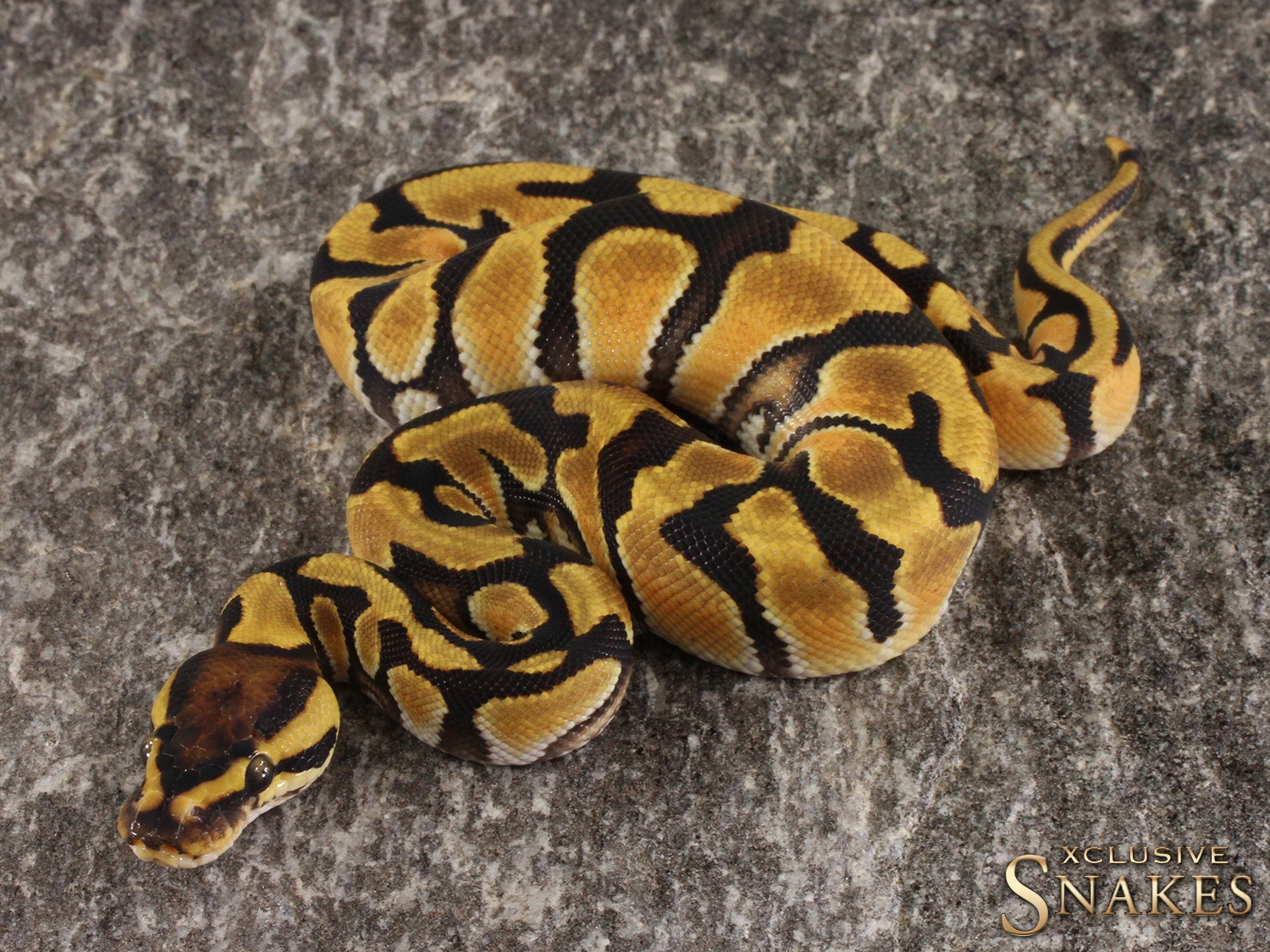 Enchi Orange Dream Het Hypo 66% Het Clown 50% Het Desert Ghost Ball ...