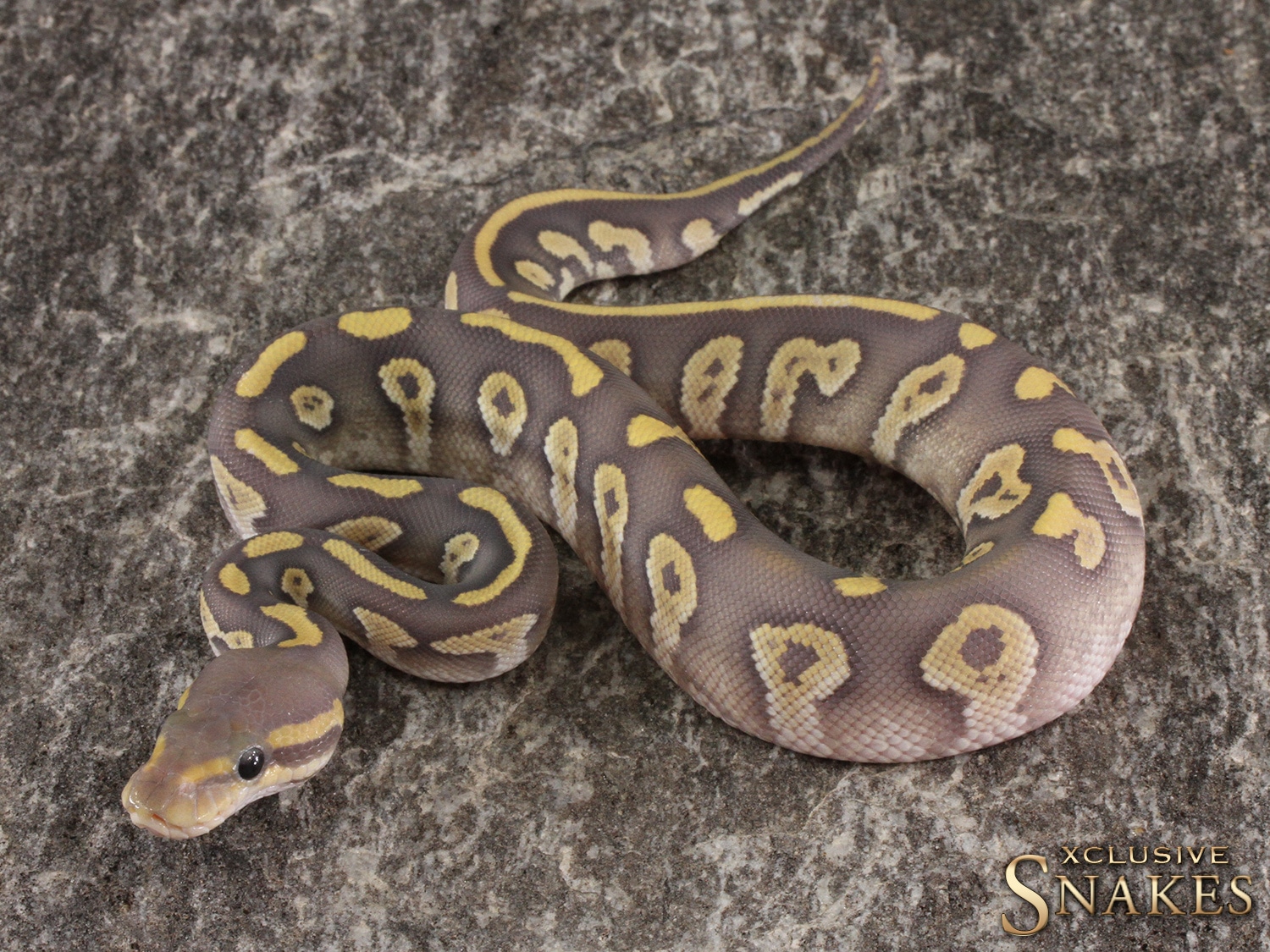 Chocolate Mojave Hypo Het Desert Ghost Ball Python by Xclusive Snakes ...