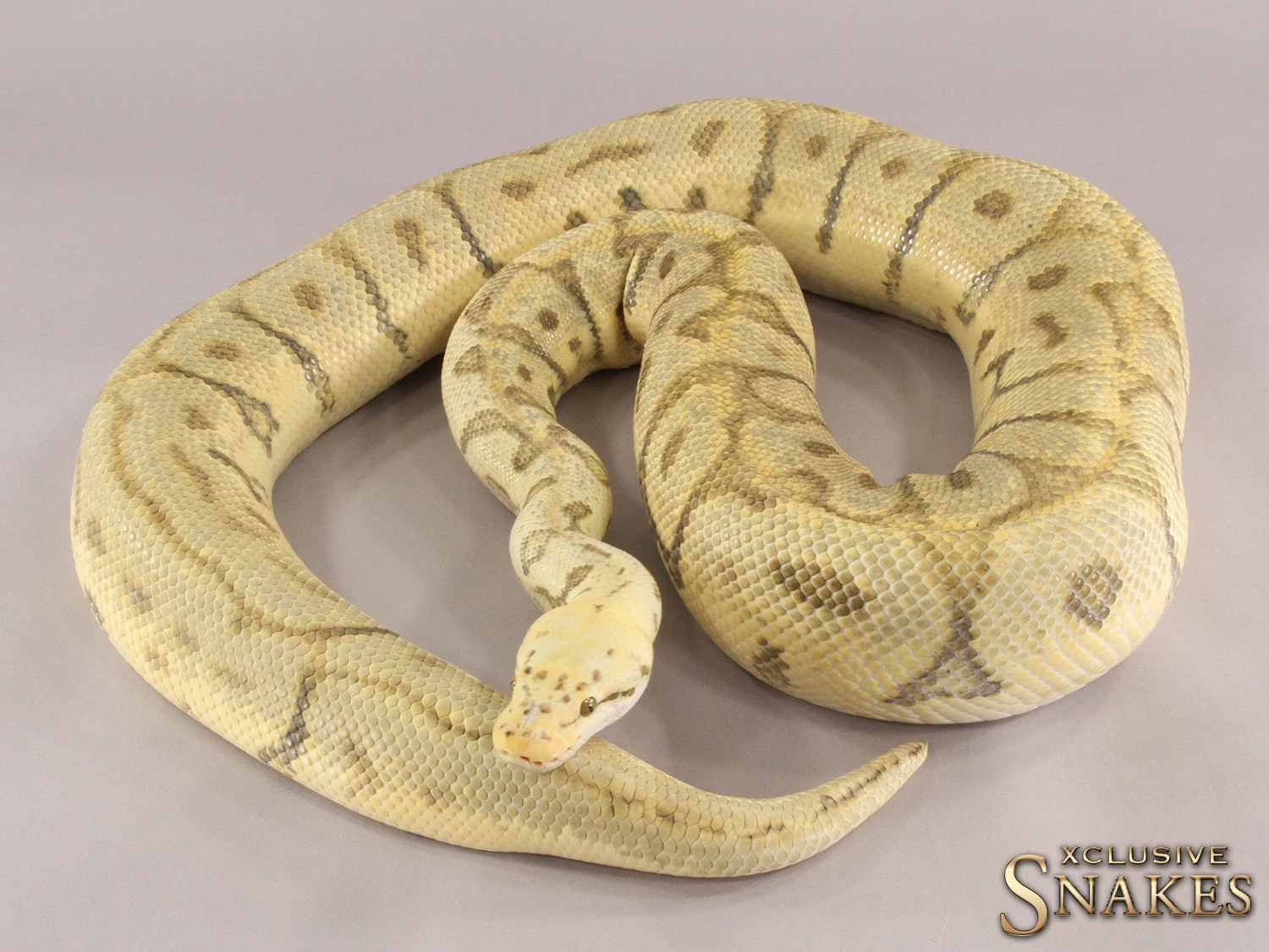 Killer Bee Het Clown Ball Python by Xclusive Snakes - MorphMarket
