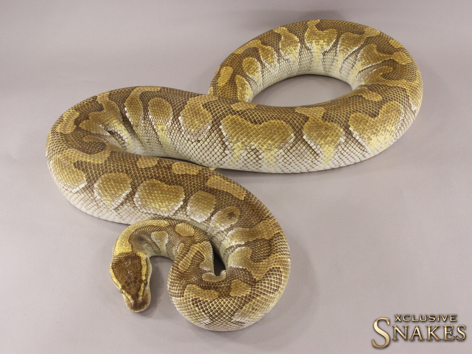 Butter Enchi Het Clown Ball Python by Xclusive Snakes - MorphMarket