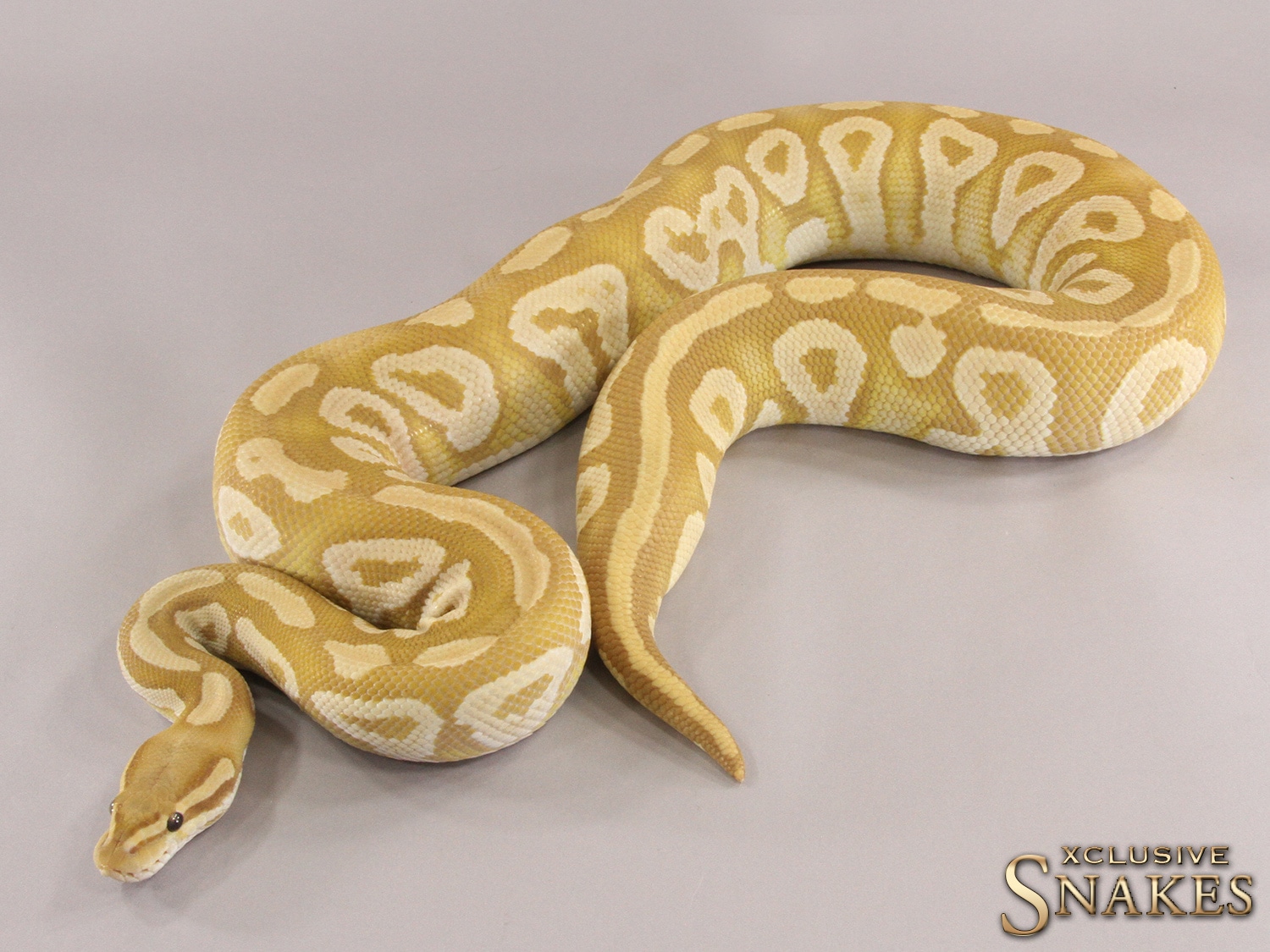 Mojave Ultramel Ball Python by Xclusive Snakes - MorphMarket