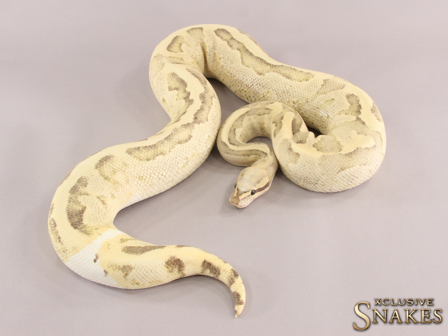 Cream Het Piebald Ball Python by Xclusive Snakes - MorphMarket