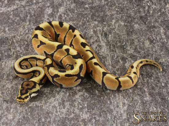 Enchi Spotnose Het Desert Ghost Ball Python by Xclusive Snakes