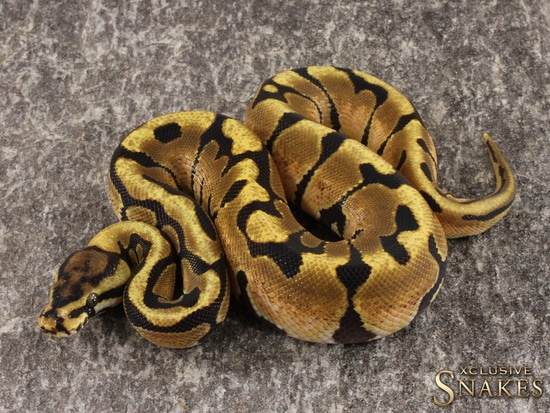 Spotnose Enchi Het Desert Ghost Ball Python by Xclusive Snakes