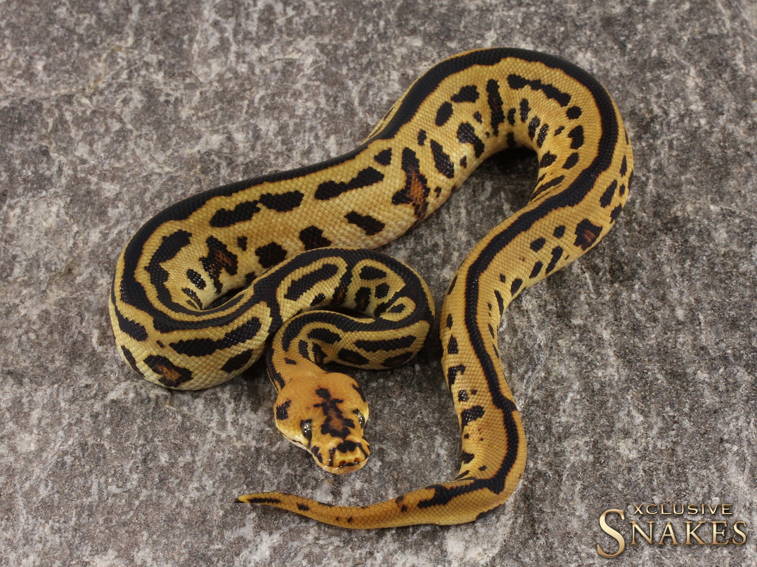 Leopard Spotnose Yellow Belly Clown Ball Python by Xclusive Snakes ...
