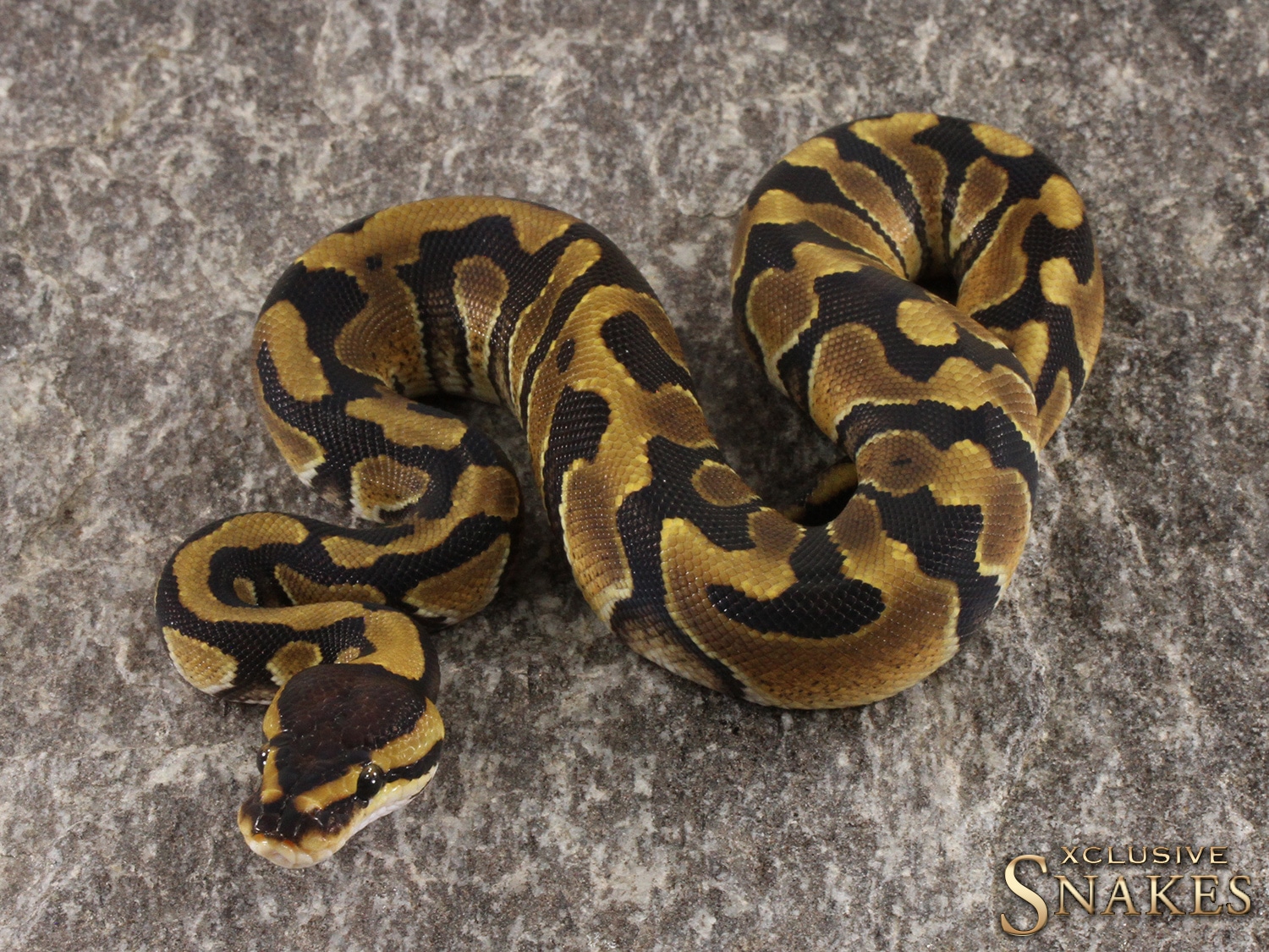 Enchi Het Clown Ball Python by Xclusive Snakes - MorphMarket