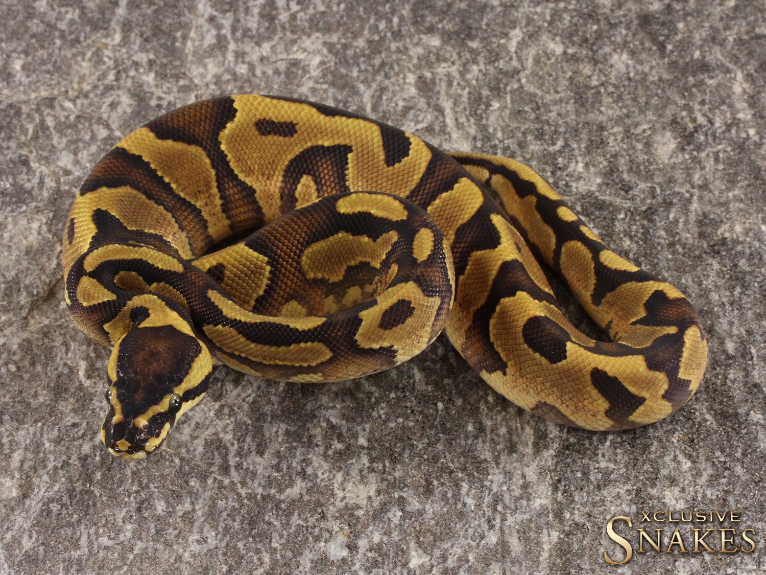 Copper Enchi Yellow Belly Het Piebald Ball Python by Xclusive Snakes ...