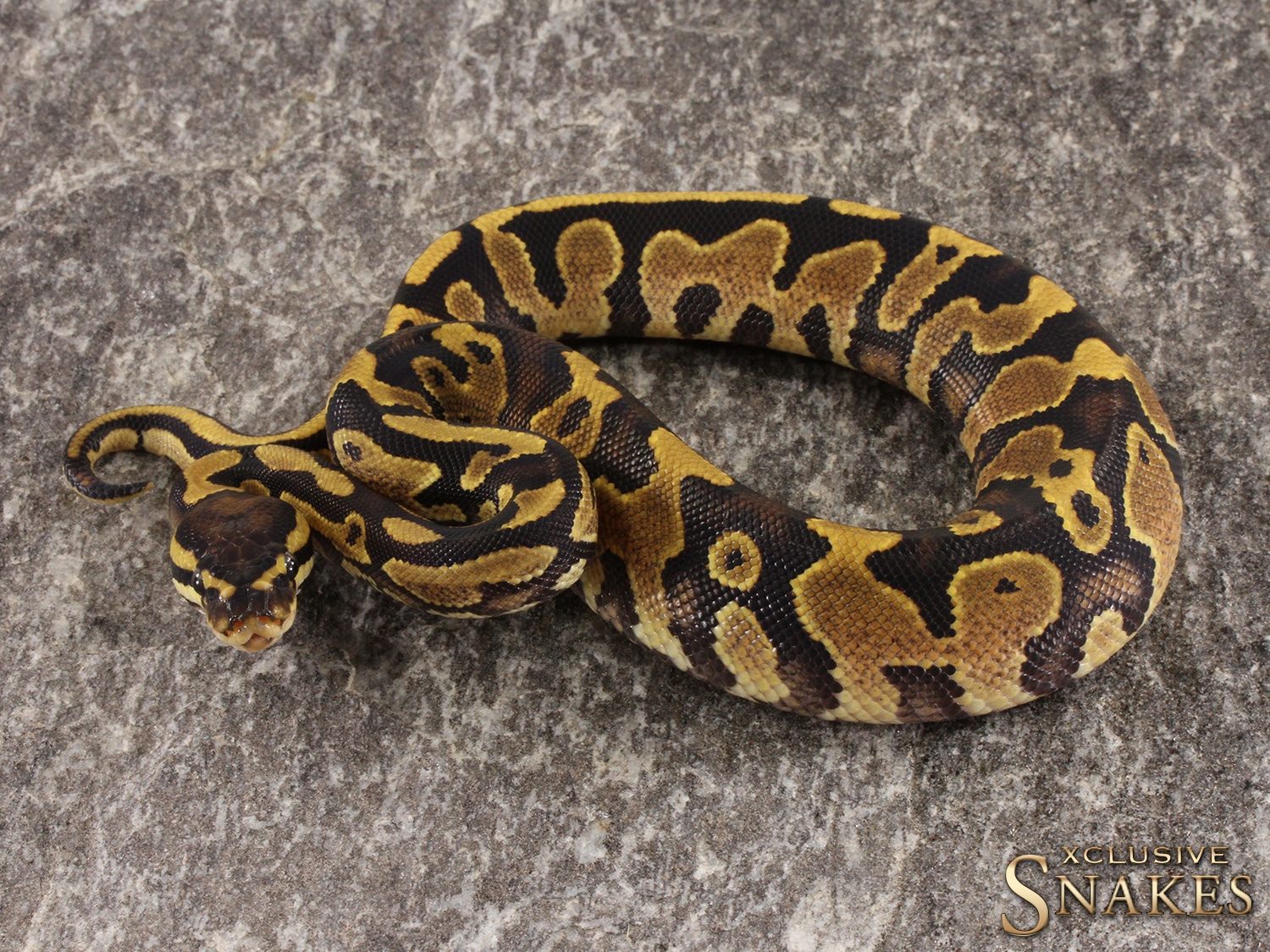 Yellow Belly Het Piebald Ball Python by Xclusive Snakes - MorphMarket