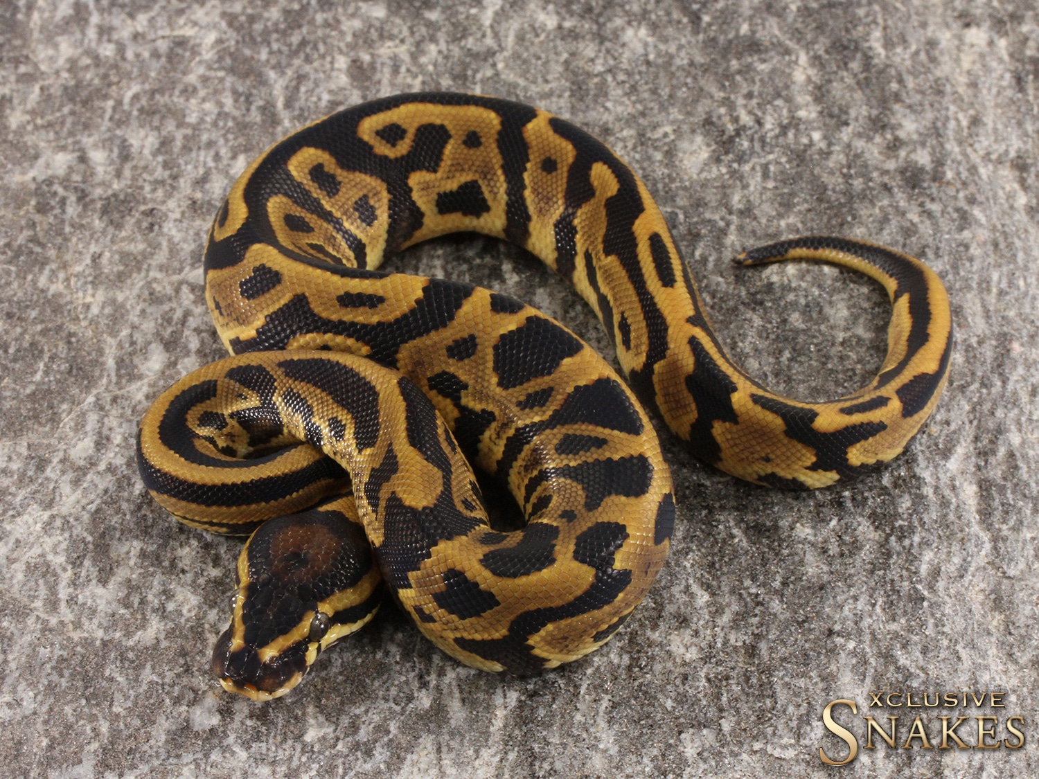 Leopard Double Het Desert Ghost Piebald Ball Python by Xclusive Snakes - MorphMarket
