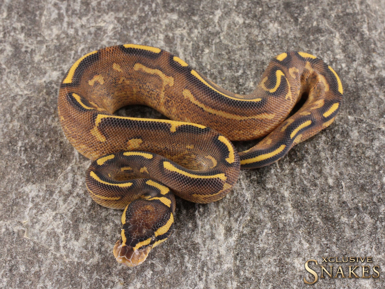 Super Gravel Het Clown Ball Python by Xclusive Snakes - MorphMarket