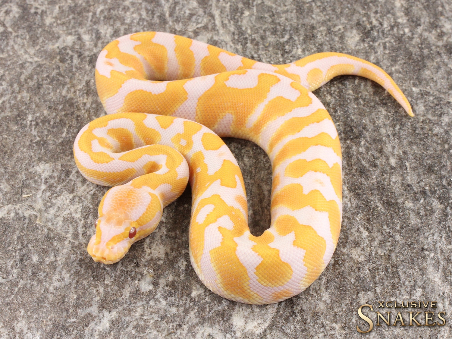 Lavender Albino Het Clown 50% Het Piebald Ball Python by Xclusive ...