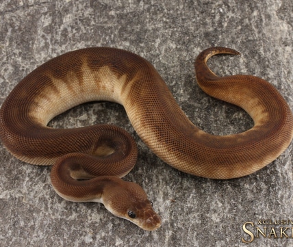 Xclusive Snakes - MorphMarket