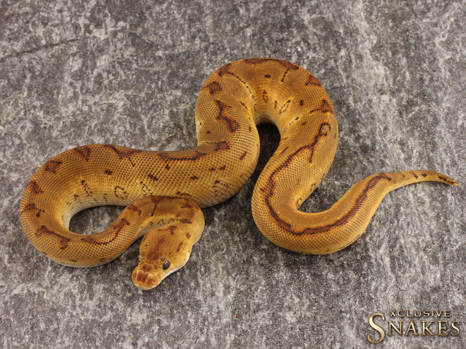 Enchi Gravel Black Pastel Pinstripe Clown Ball Python by Xclusive ...