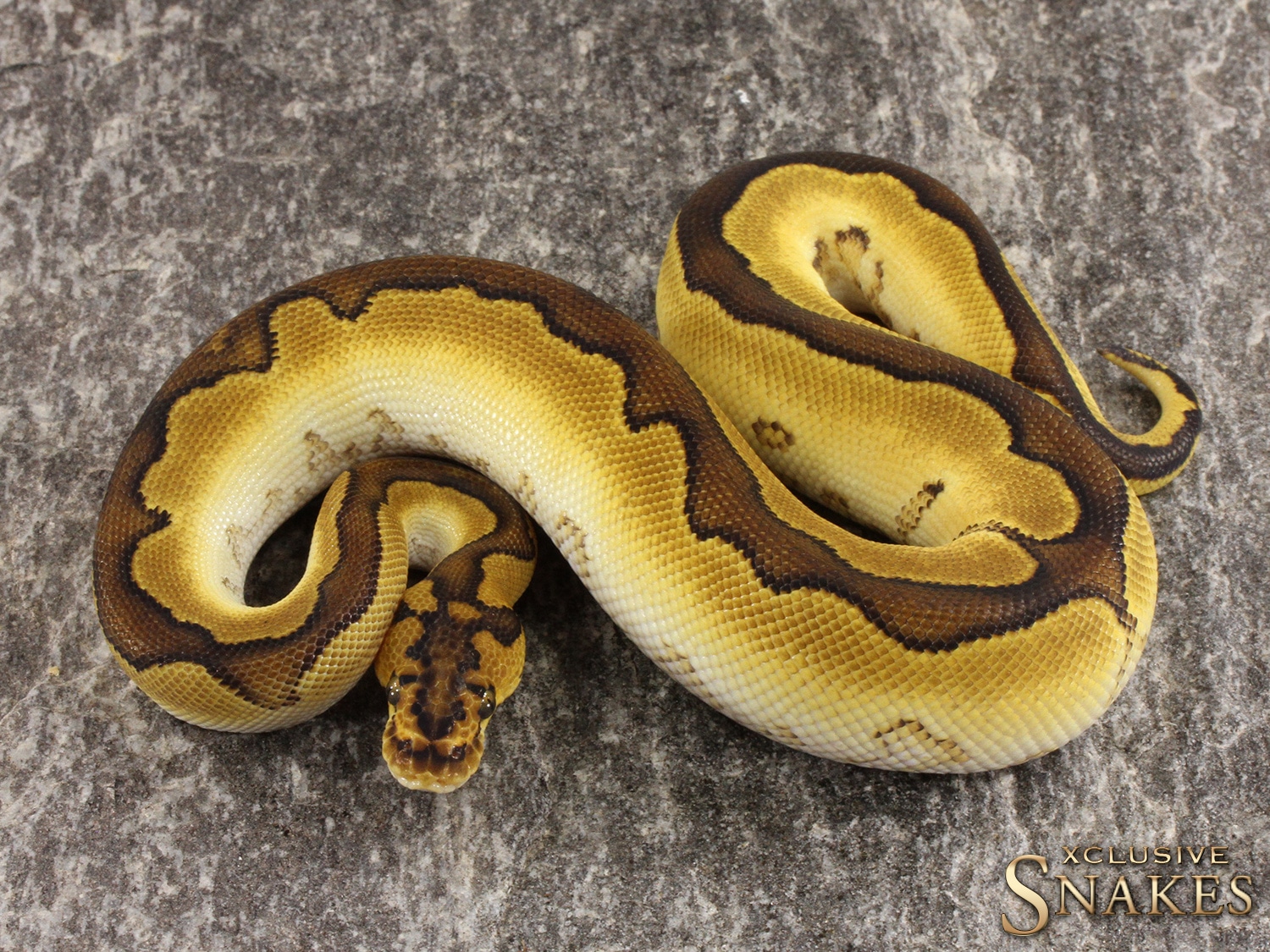 Bongo Spotnose Enchi Clown Ball Python by Xclusive Snakes - MorphMarket