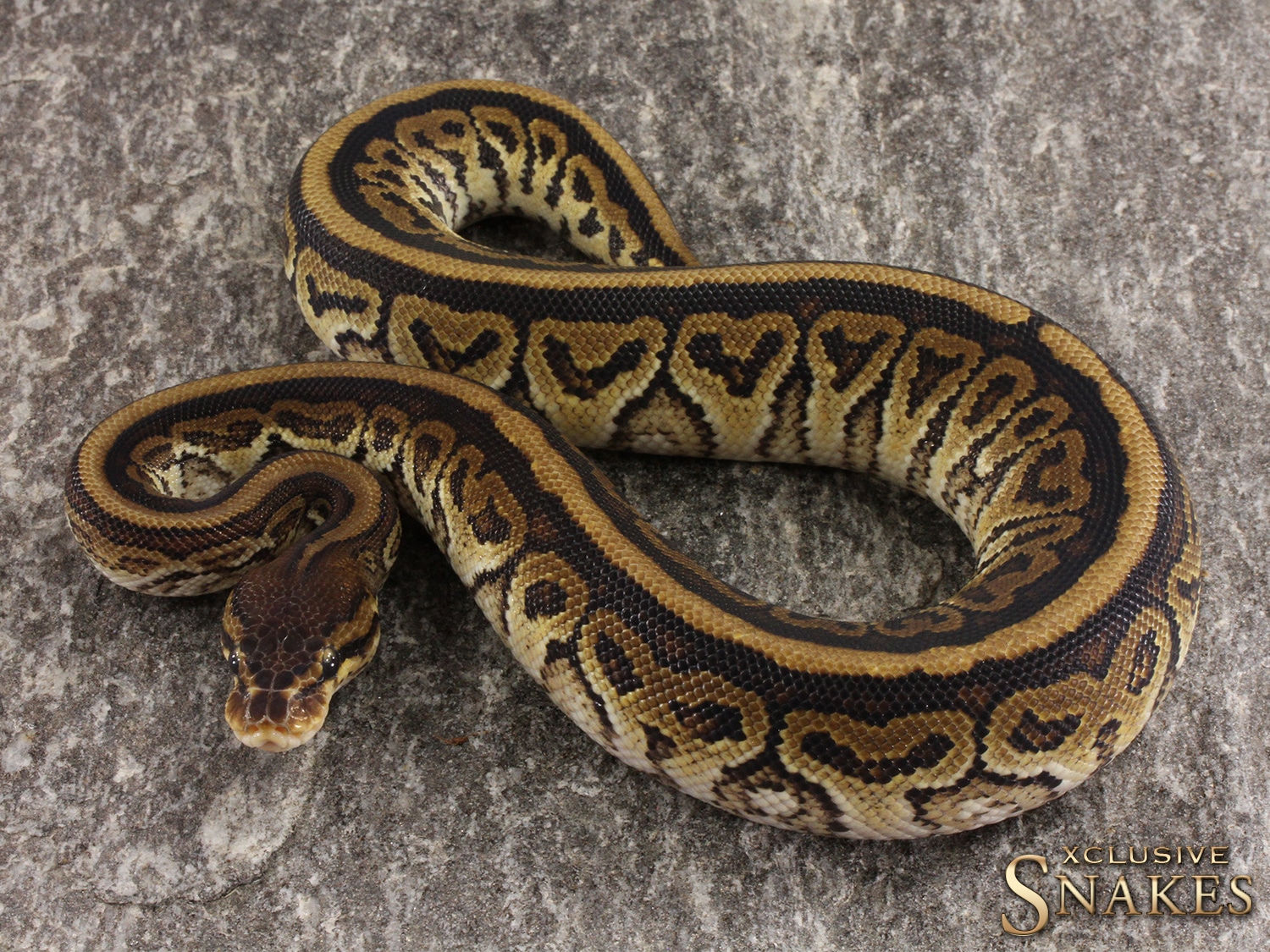 Bongo Spotnose Het Clown Ball Python by Xclusive Snakes - MorphMarket