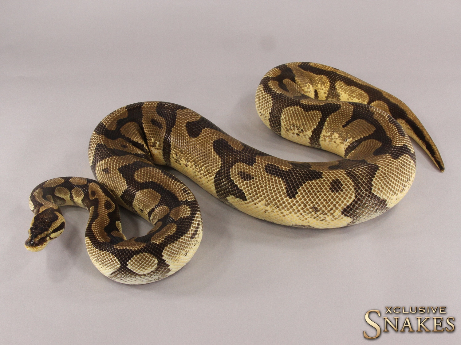 Enchi Pastel Het Piebald Ball Python by Xclusive Snakes - MorphMarket