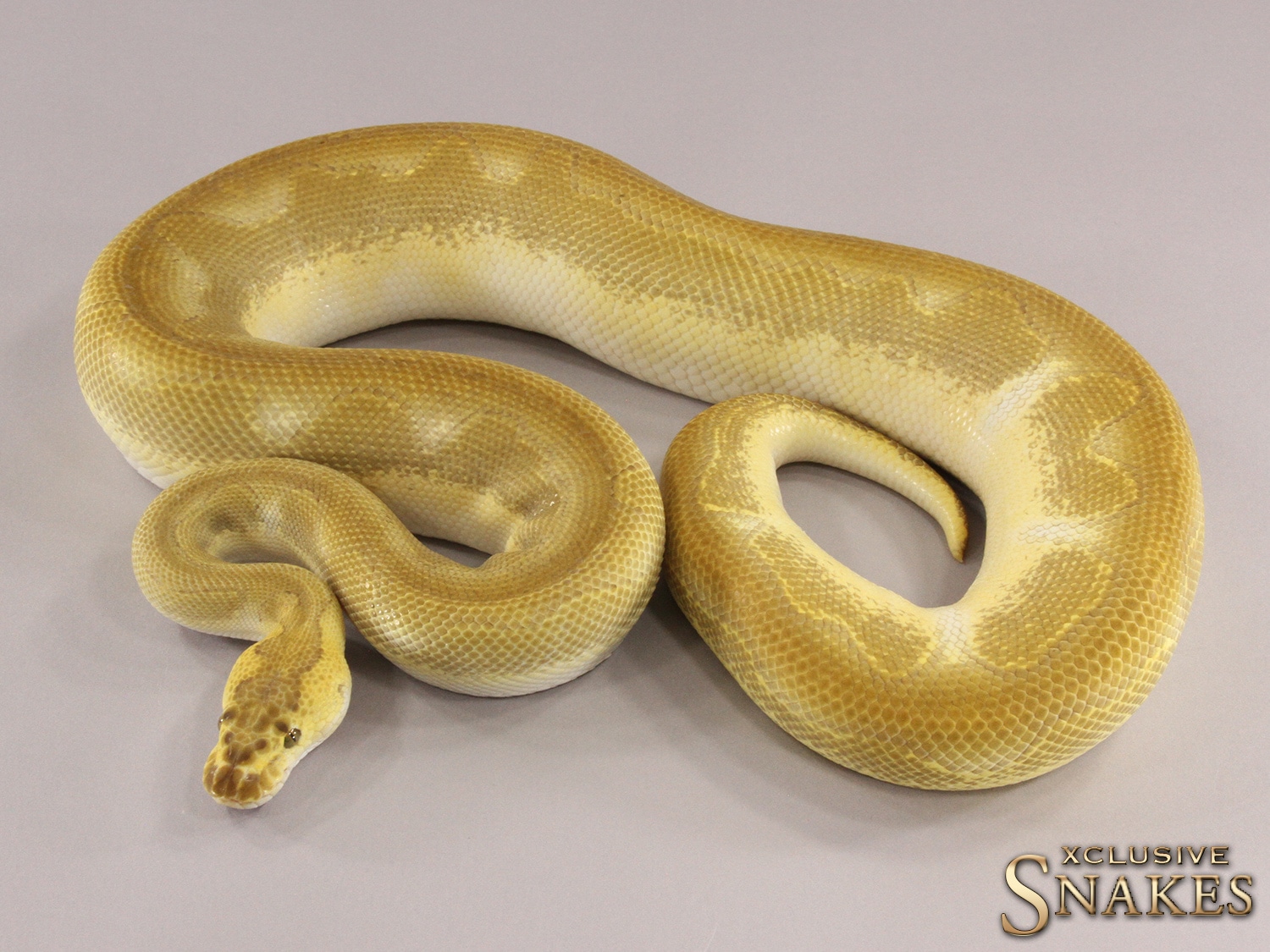 Butter Enchi GHI Clown Ball Python by Xclusive Snakes - MorphMarket