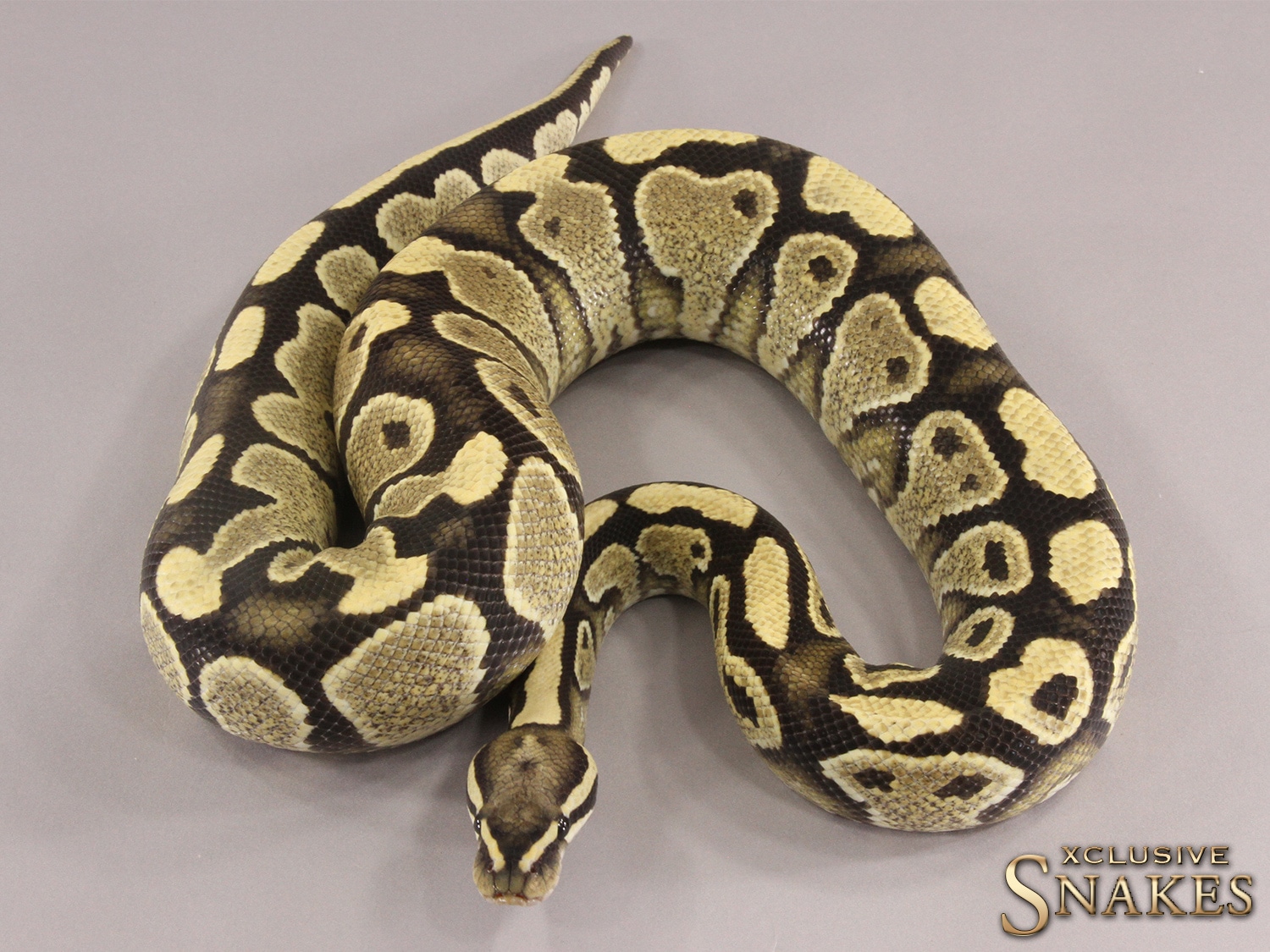 Gravel Desert Ghost Ball Python by Xclusive Snakes - MorphMarket
