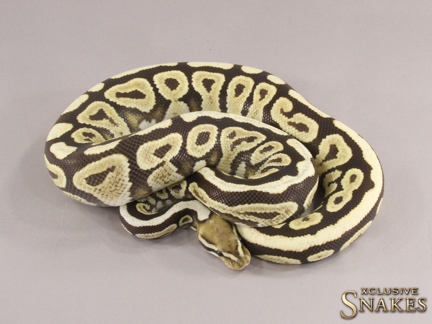 Cinnamon Spotnose Desert Ghost Ball Python by Xclusive Snakes - MorphMarket
