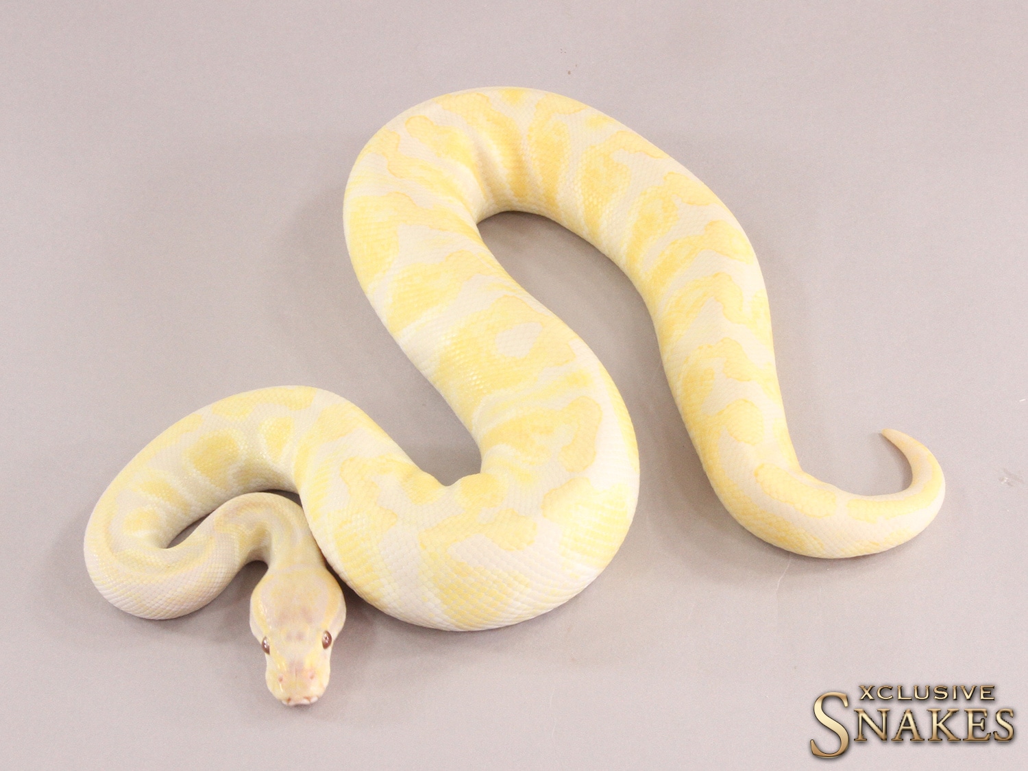 GHI Lavender Albino Het Piebald Ball Python by Xclusive Snakes ...
