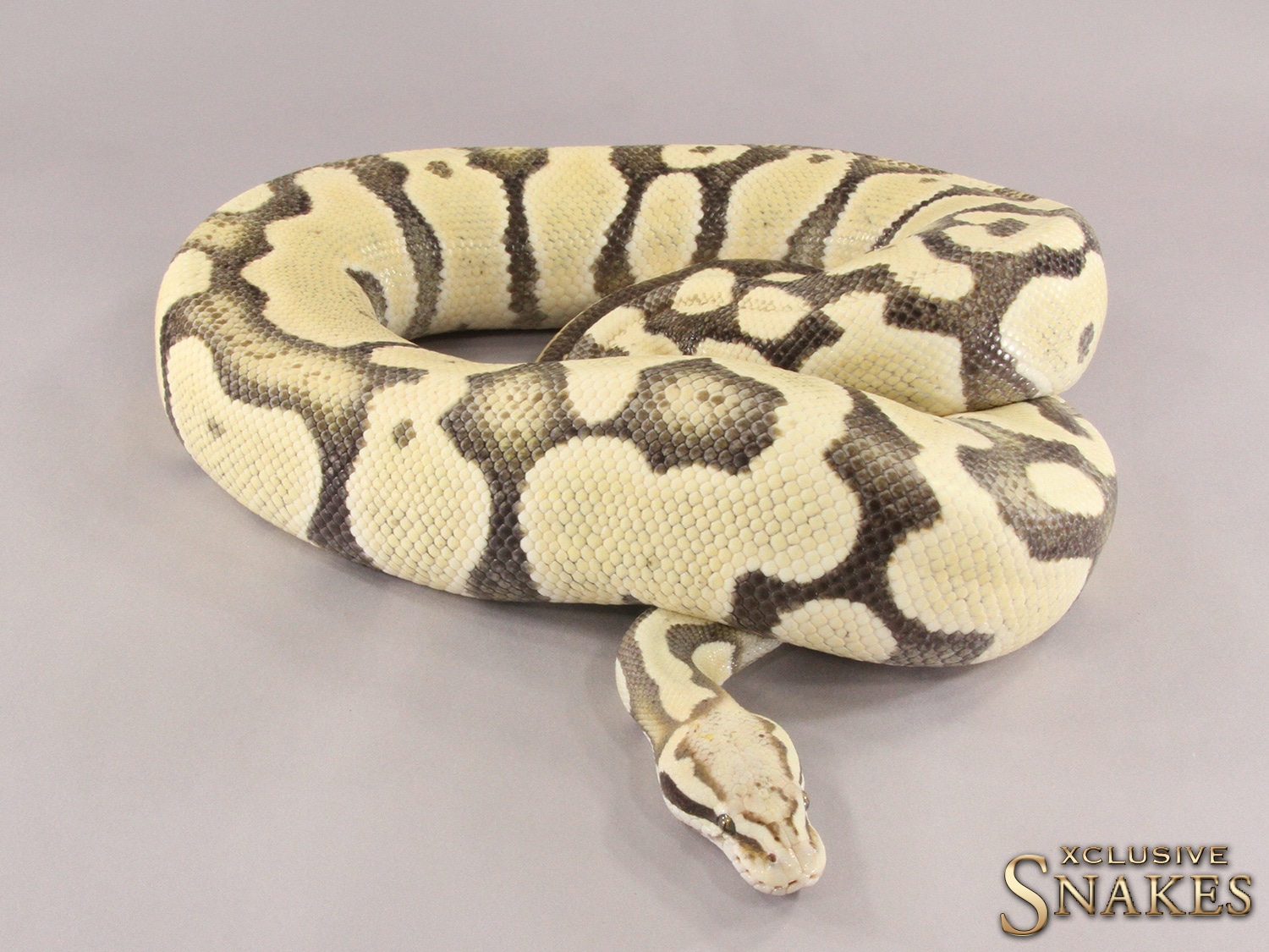 Desert Ghost Pastel Ball Python by Xclusive Snakes - MorphMarket