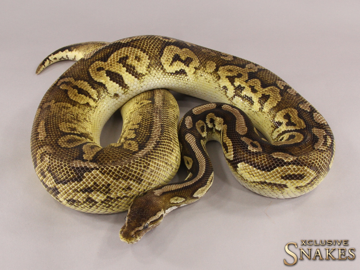 Pewter Het Desert Ghost Ball Python by Xclusive Snakes - MorphMarket