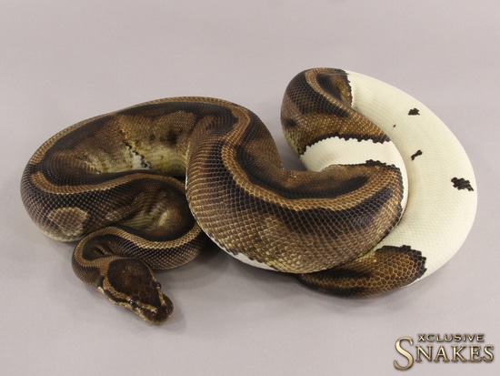 Piebald Ball Python by Xclusive Snakes