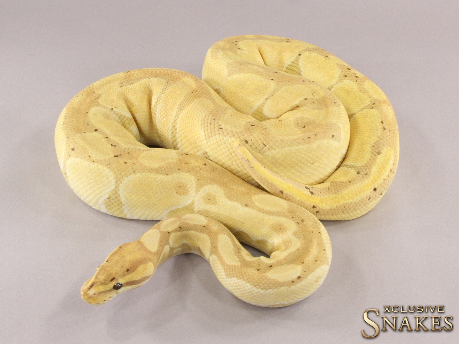 Banana Enchi Het Desert Ghost Ball Python by Xclusive Snakes - MorphMarket
