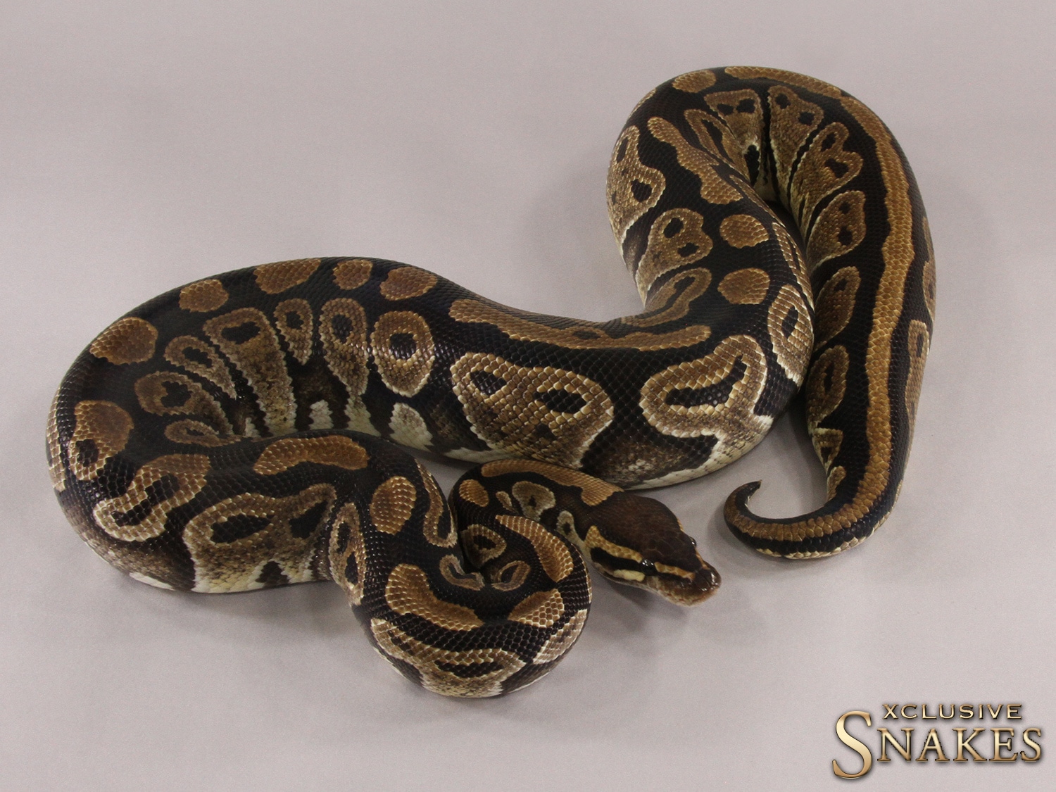Het Clown Ball Python by Xclusive Snakes - MorphMarket