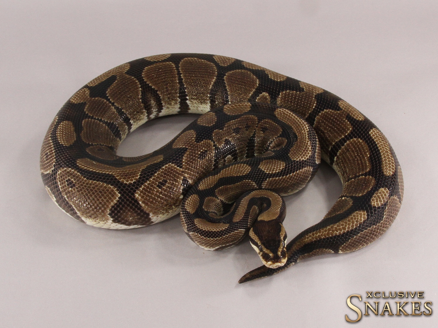 Classic Ball Python by Xclusive Snakes - MorphMarket