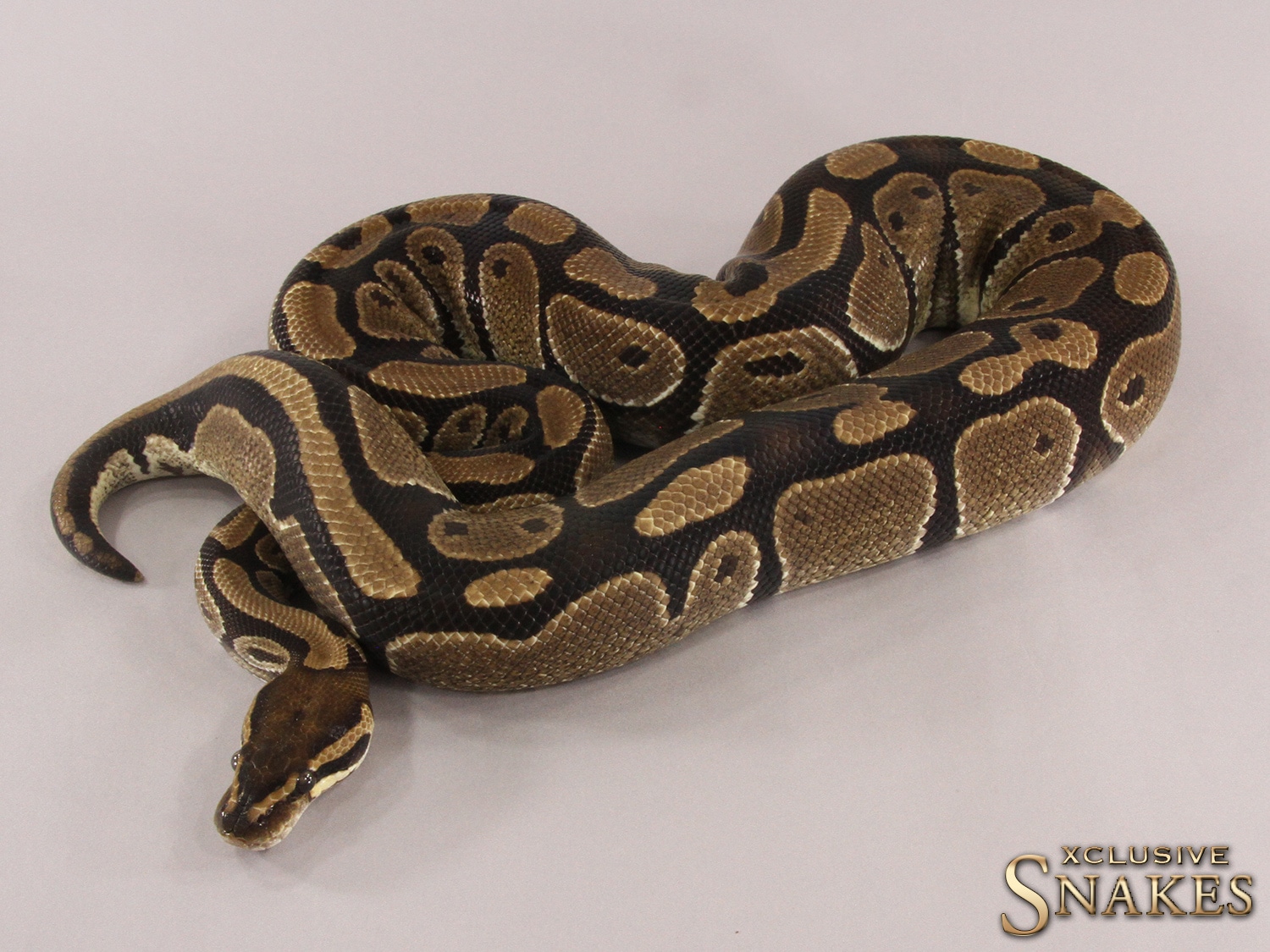 Het Dreamsicle Ball Python by Xclusive Snakes - MorphMarket