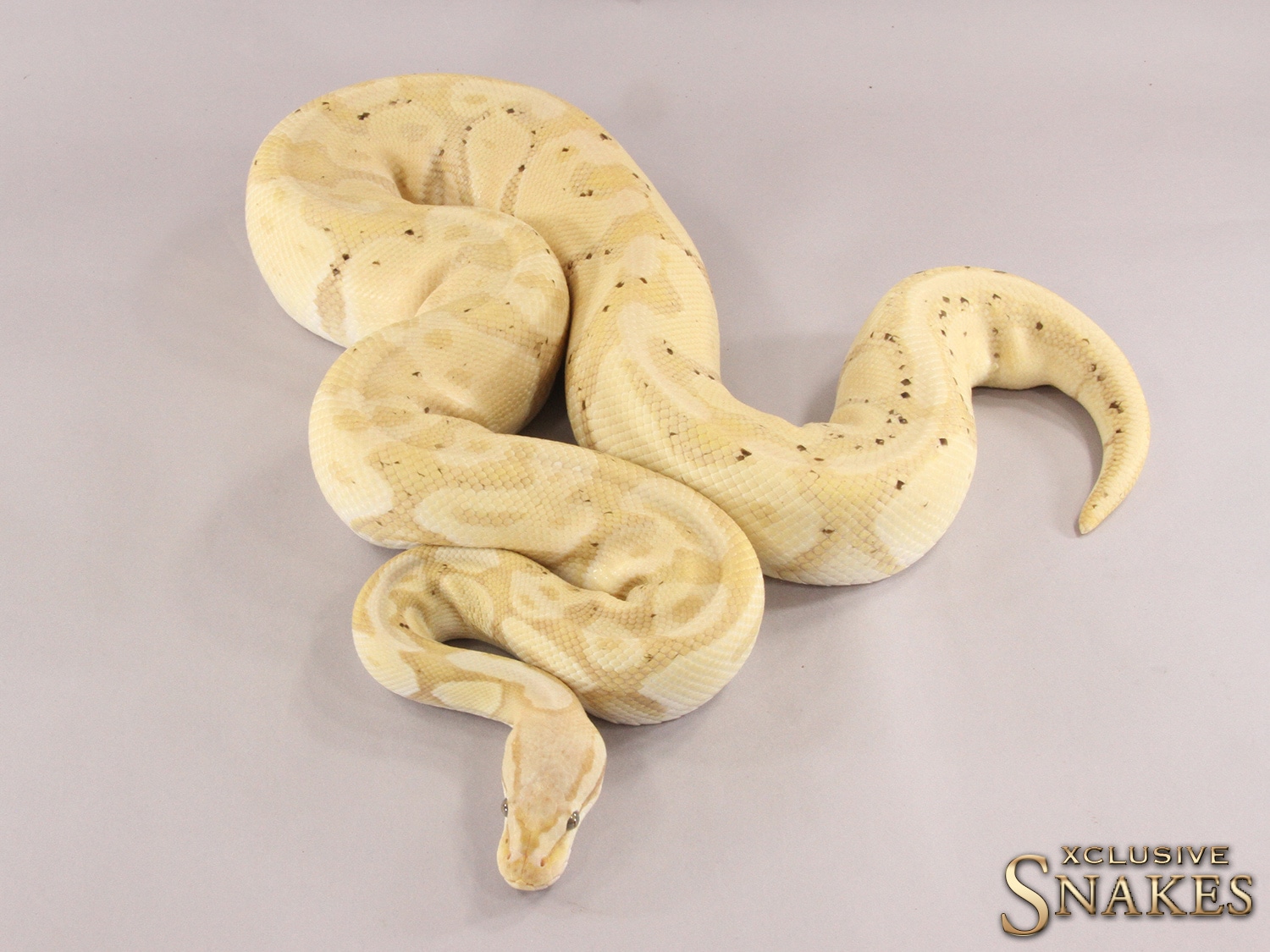 Coral Glow Pastel Het Clown Ball Python by Xclusive Snakes - MorphMarket