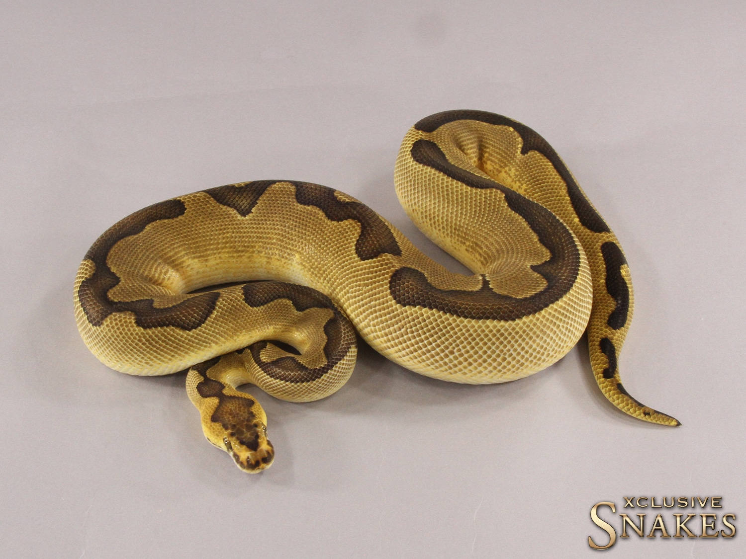 Enchi Clown Ball Python by Xclusive Snakes - MorphMarket