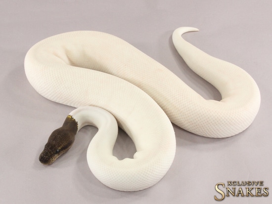 Pos Super GHI Mojave Piebald Ball Python by Xclusive Snakes