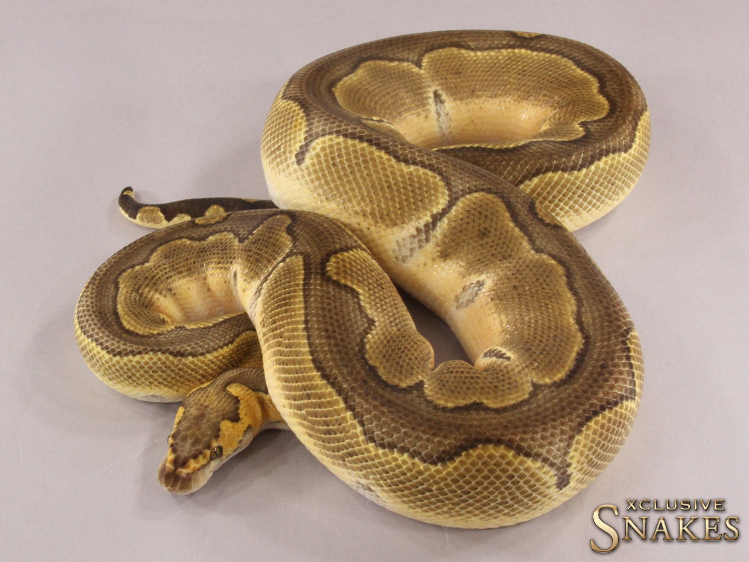 Enchi GHI Clown Ball Python by Xclusive Snakes - MorphMarket