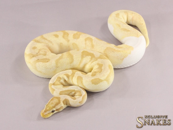 Pastel Banana Enchi Piebald Ball Python by Xclusive Snakes