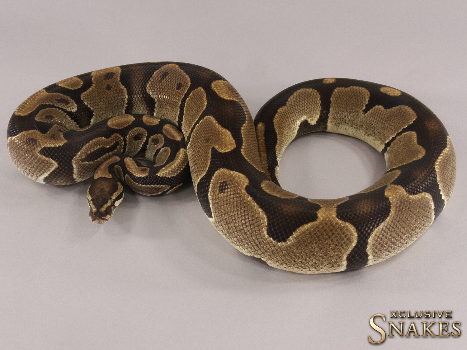 Double Het Candy Pied Ball Python by Xclusive Snakes - MorphMarket