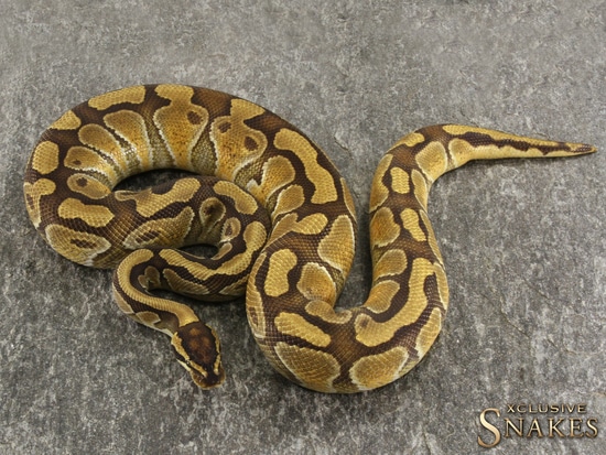 NR Mandarin Enchi Special Ball Python by Xclusive Snakes
