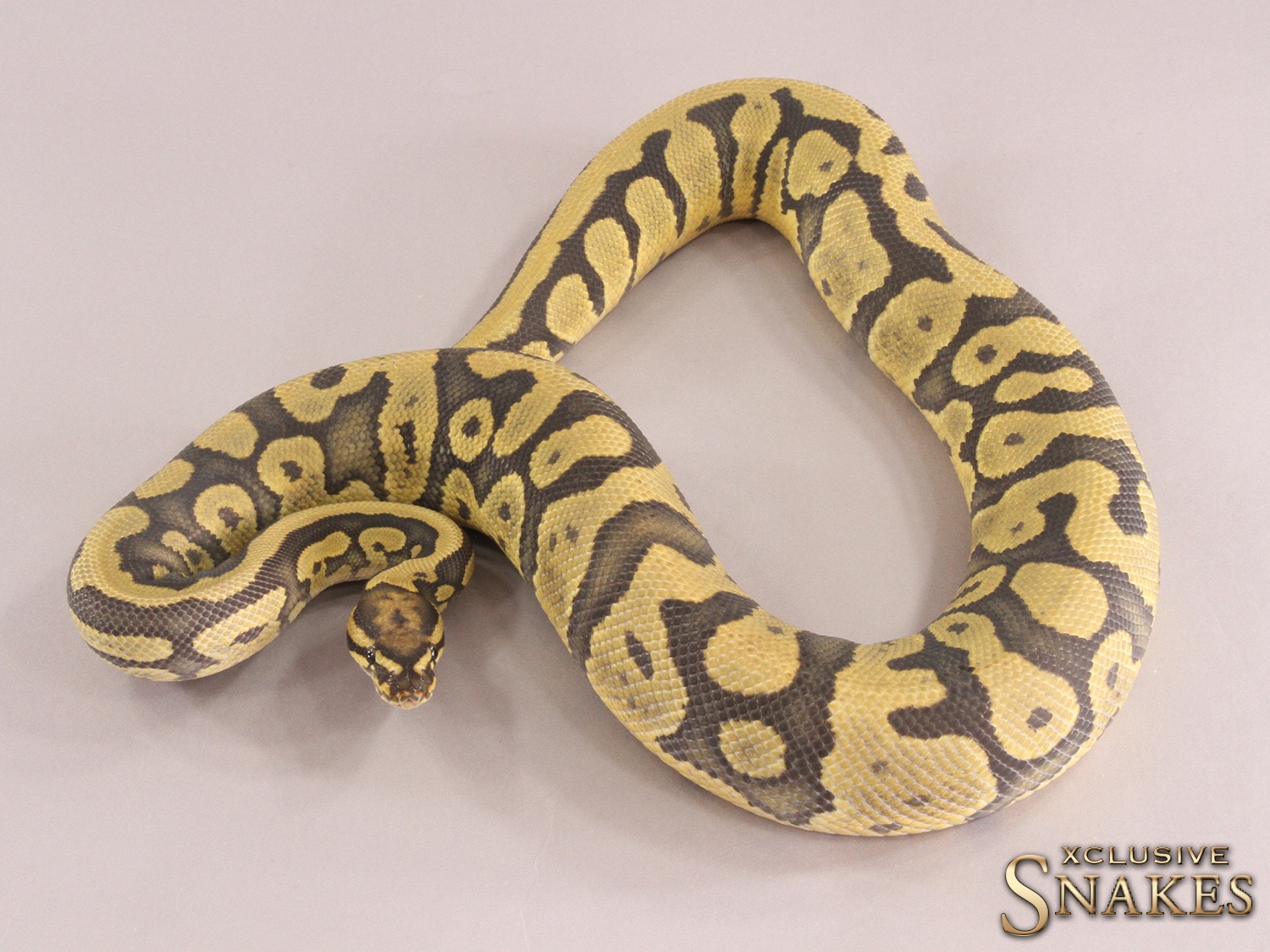 Confusion Hypo Ball Python by Xclusive Snakes - MorphMarket