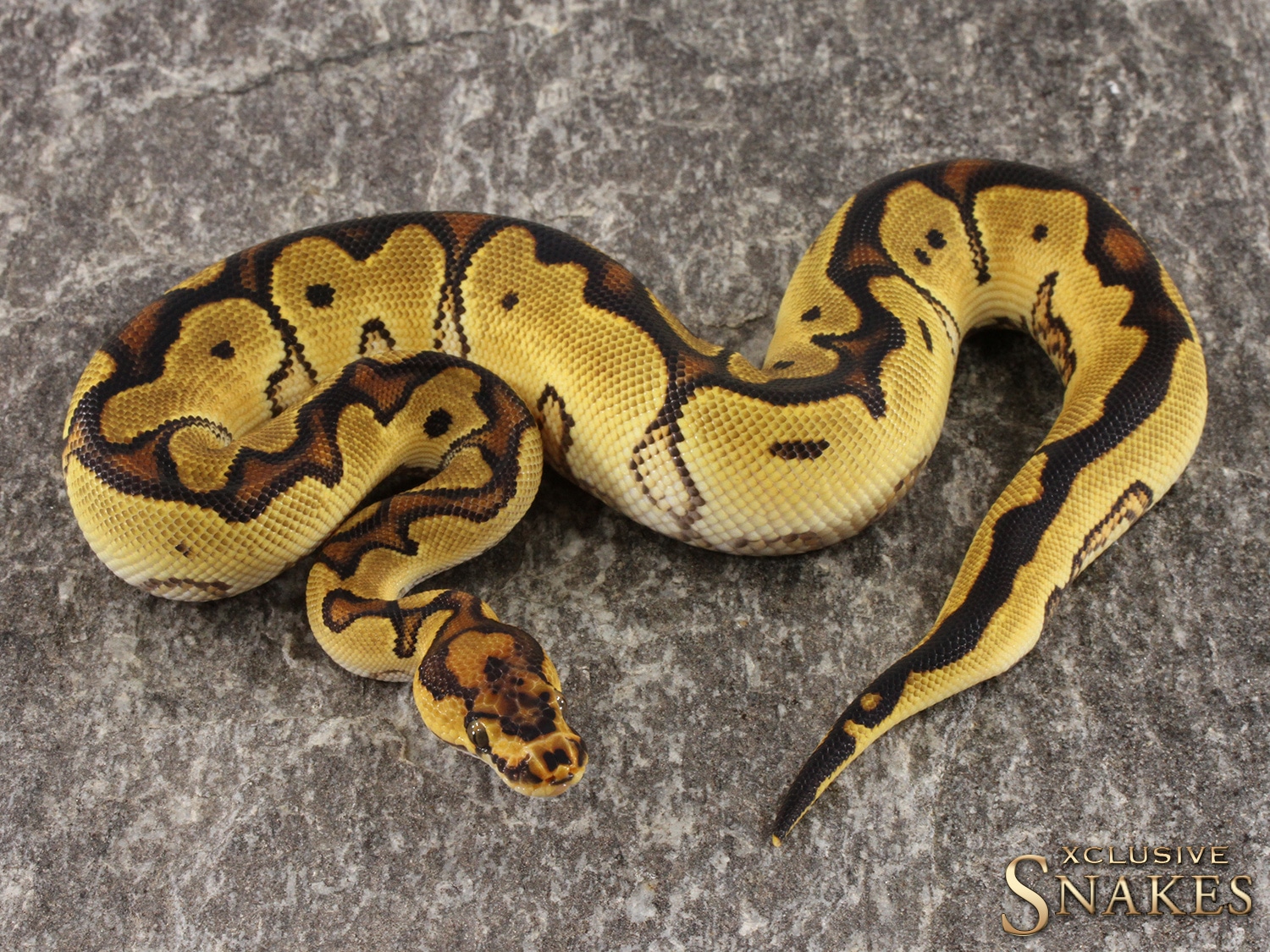 Orange Dream Yellow Belly/Gravel Clown Ball Python by Xclusive Snakes ...