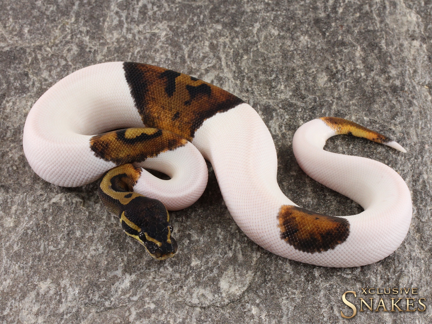 Piebald Het Desert Ball Python by Xclusive Snakes - MorphMarket