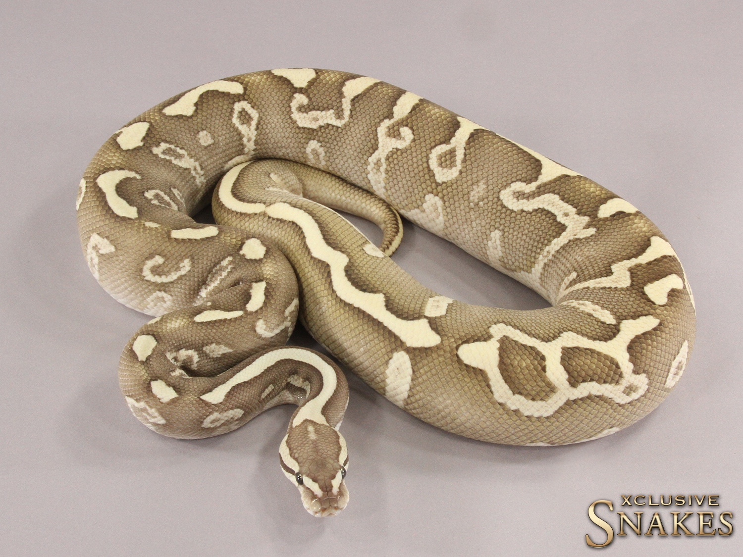 Butter Fire GHI Leopard Het Clown Ball Python by Xclusive Snakes - MorphMarket