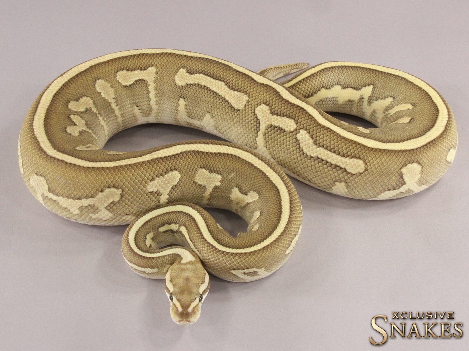 Butter Fire Leopard Het Clown Ball Python by Xclusive Snakes - MorphMarket